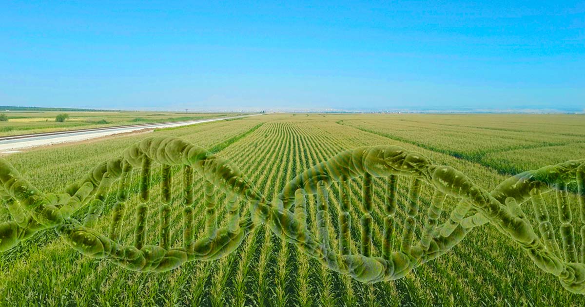 Precision Breeding in the UK: What the 2025 Regulations Mean for Agri ...